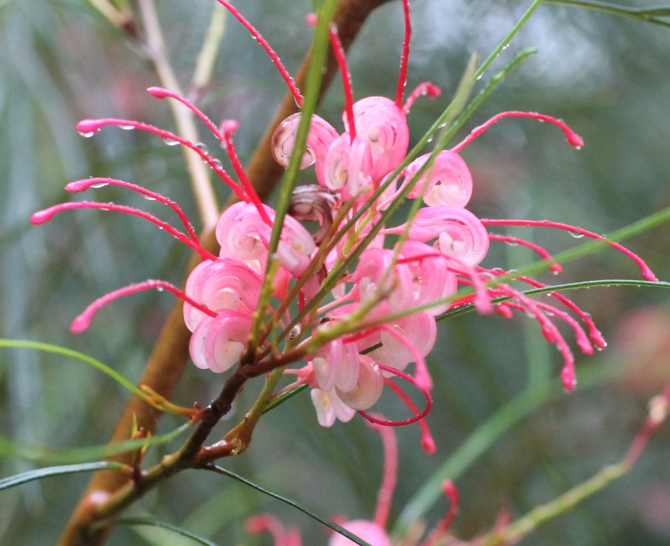 Grevillea elegance, Grevillea sp.